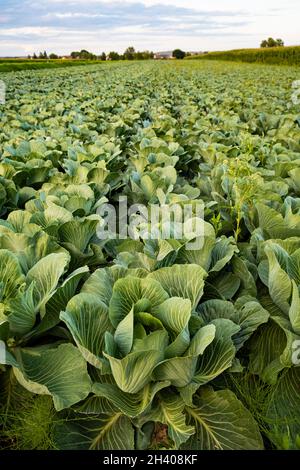Aerial View of Lush Cabbage Farm in Rural Indiana Stock Photo - Alamy