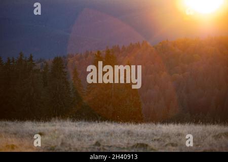 Magic sunset over pine forest at autumn Stock Photo - Alamy