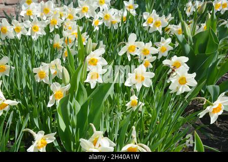 Narcissus flowers flower bed with drift yellow. White double daffodil ...