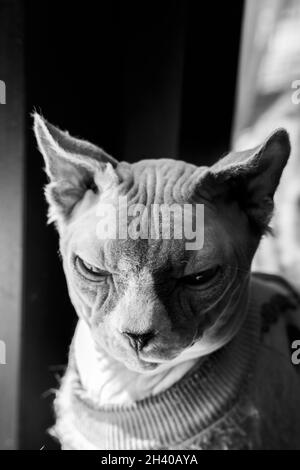 A closeup of a grey Sphinx cat with a angry face staring at something ...
