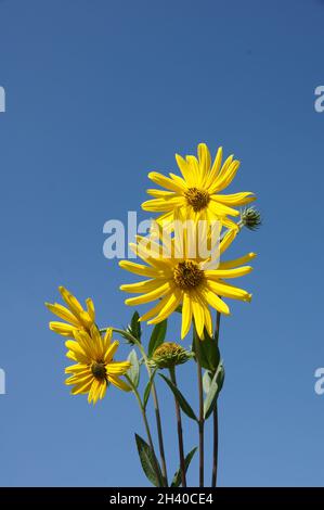 Sawtooth Sunflower Helianthus grosseserratus Stock Photo - Alamy