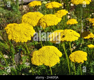 Serrated yarrow, sweet Nancy, English mace, sweet yarrow Stock Photo ...