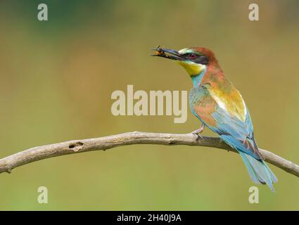 Bee-eater eating an insect Stock Photo - Alamy