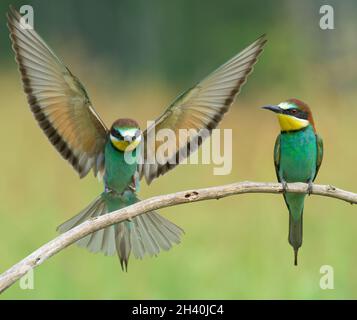 Bee-eater spreading wings Stock Photo - Alamy