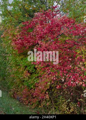 red tree leaves textured in autumn in the nature Stock Photo - Alamy