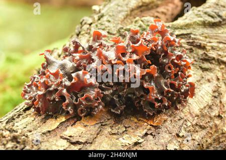 Leafy brain fungus red brown Stock Photo - Alamy