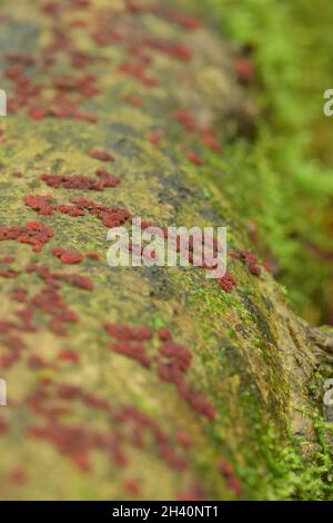 Red slime mould fungi Stock Photo - Alamy