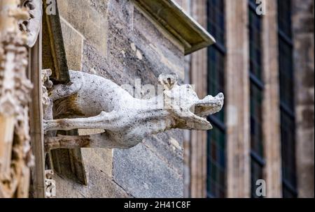 Grotesque gargoyle water spout sculpture on facade of gothic medieval ...