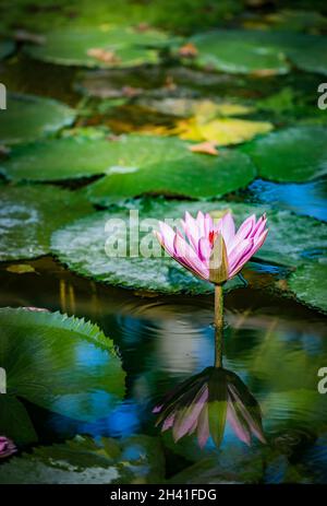 Lotus leaves cover the lake surface at Xuanwu Lake in Nanjing, east ...