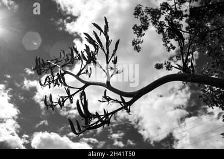 A low angle shot of a tree - can be used as a background Stock Photo ...
