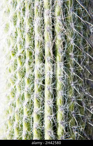 Close up cactus backdround, cacti or cactaceae pattern Stock Photo - Alamy