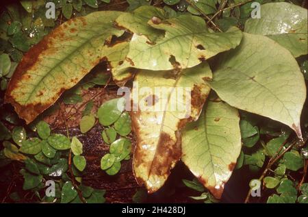 Java fern, Leptochilus pteropus, with damaged leaves due to fungal ...