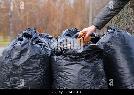A heap of sacks full of fallen leaves collected from outdoors Stock ...