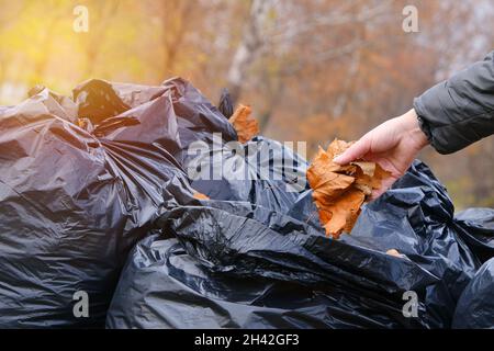 A heap of sacks full of fallen leaves collected from outdoors Stock ...