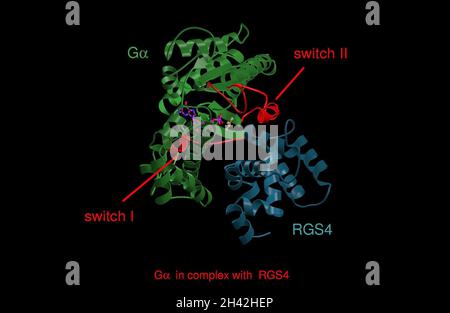 Trimeric G protein, complex with RGS4, model Stock Photo - Alamy