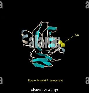 Serum amyloid P-component, mol. model Stock Photo - Alamy