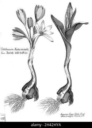 Autumn crocus flowers and herbs. (Colchicum autumnale Stock Photo - Alamy