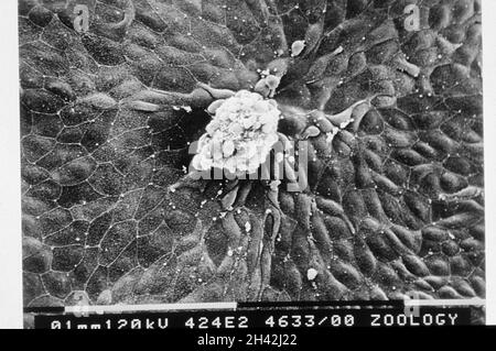 embryo wound healing SEM Stock Photo - Alamy