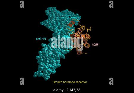 Growth hormone receptor, molecular model Stock Photo - Alamy