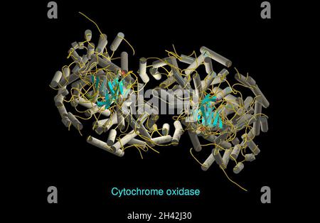 Cytochrome c oxidase. Molecular model of a cytochrome c oxidase enzyme ...