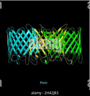 Molecular model of porin, ribbon diagram Stock Photo - Alamy