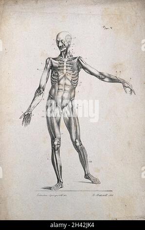 Bones of the arm from the hand to the scapula Stock Photo - Alamy