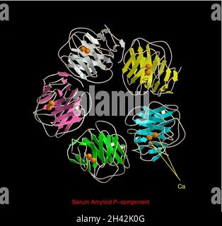 Serum amyloid P-component, mol. model Stock Photo - Alamy