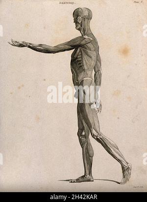 An écorché with left arm extended to the side, seen from the front ...