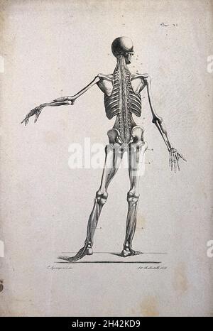 An écorché figure, showing the bone structure and muscles of the trunk ...