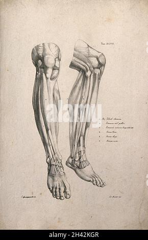 Muscles of the lower leg: two figures of écorché legs and feet ...