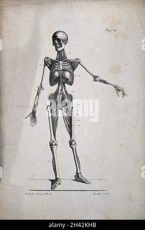 An écorché showing bones, with left arm extended to the side, seen from ...