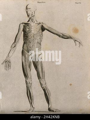 An écorché showing bones, with left arm extended to the side, seen from ...