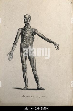 An écorché showing the second layer of muscles: front and back views ...