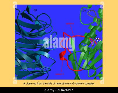 Molecular model of heterotrimeric G protein Stock Photo - Alamy