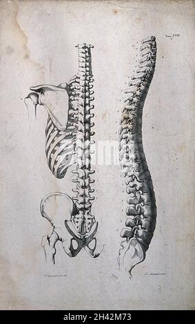 Pelvis: two figures. Lithograph by Martelli after C. Squanquerillo ...