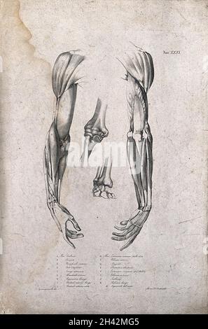 Muscles and bones of the shoulder, arm and hand: three figures of ...
