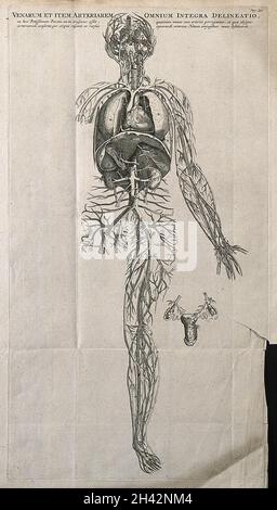 The arterial system of the human body. Engraving, 1568 Stock Photo - Alamy