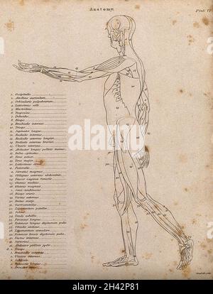 An écorché: with left arm extended to the side, seen from the front ...