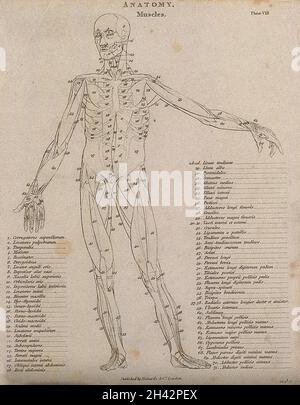 An écorché, seen from the front: diagram showing the outlines of the ...