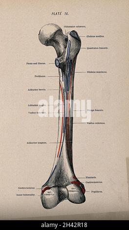 Femur bone. Colour wood engraving with letterpress, 1860/1900 Stock ...