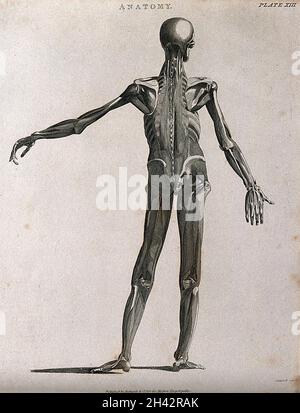 An écorché showing bones, with left arm extended to the side, seen from ...