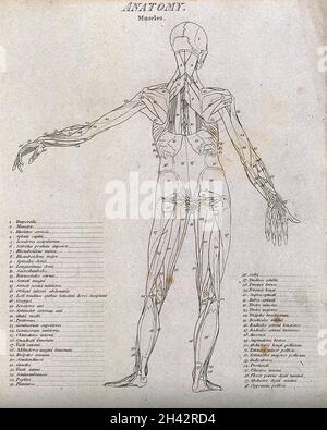 An écorché showing bones, with left arm extended to the side, seen from ...