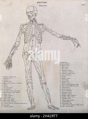An écorché showing bones, with left arm extended to the side, seen from ...