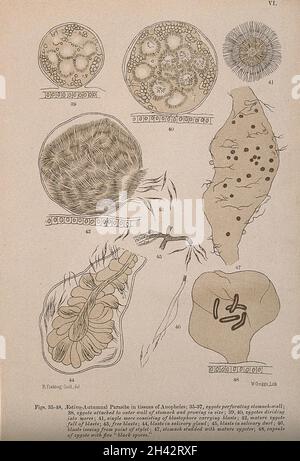 Malaria parasites seen through a microscope. Colour lithograph after R ...