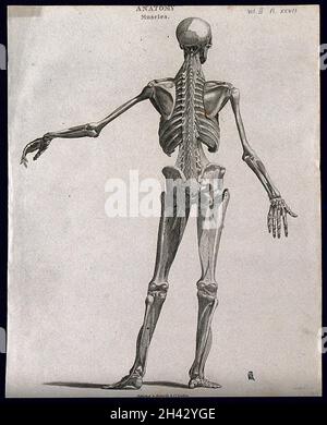 An écorché: with left arm extended to the side, seen from the front ...