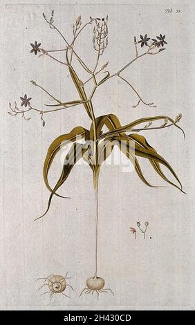 Cyanella capensis Cyanella capensis Stock Photo - Alamy