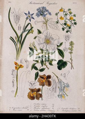Eight plants, including three orchids, a crocus and a begonia ...