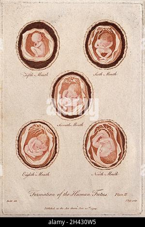 Formation of the human foetus: five figures, showing the development ...