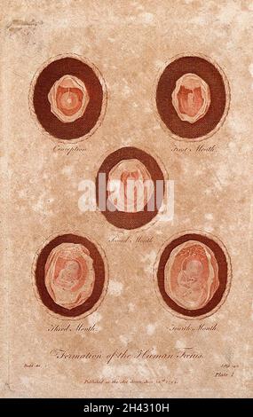 The human foetus after 5-6 months, showing a close-up of the fingers ...