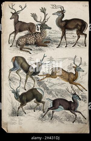 Seven different specimen of the family Cervidae (deer), male and female ...